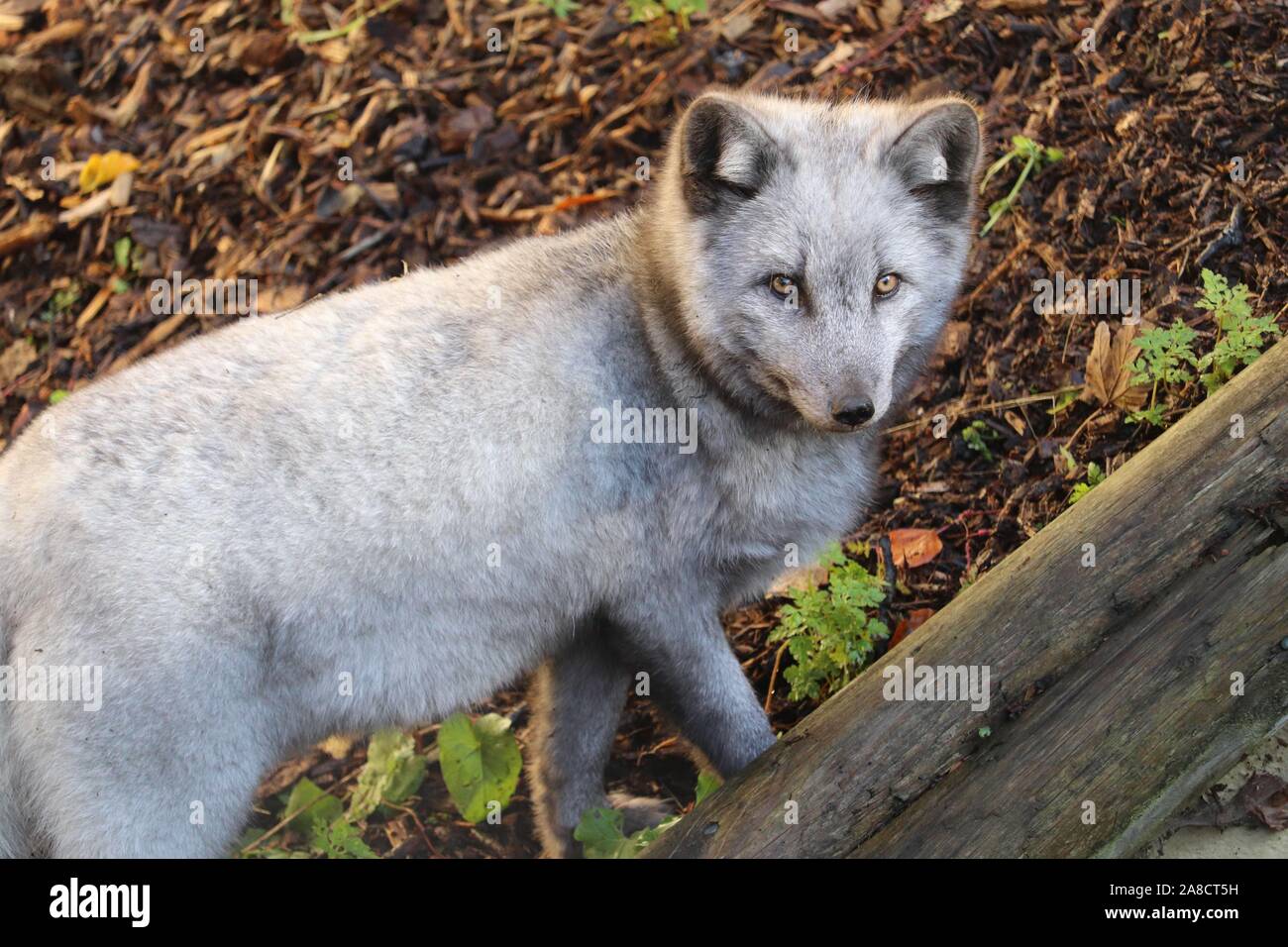 Male Arctic Fox (Vulpes lagopus Stock Photo - Alamy