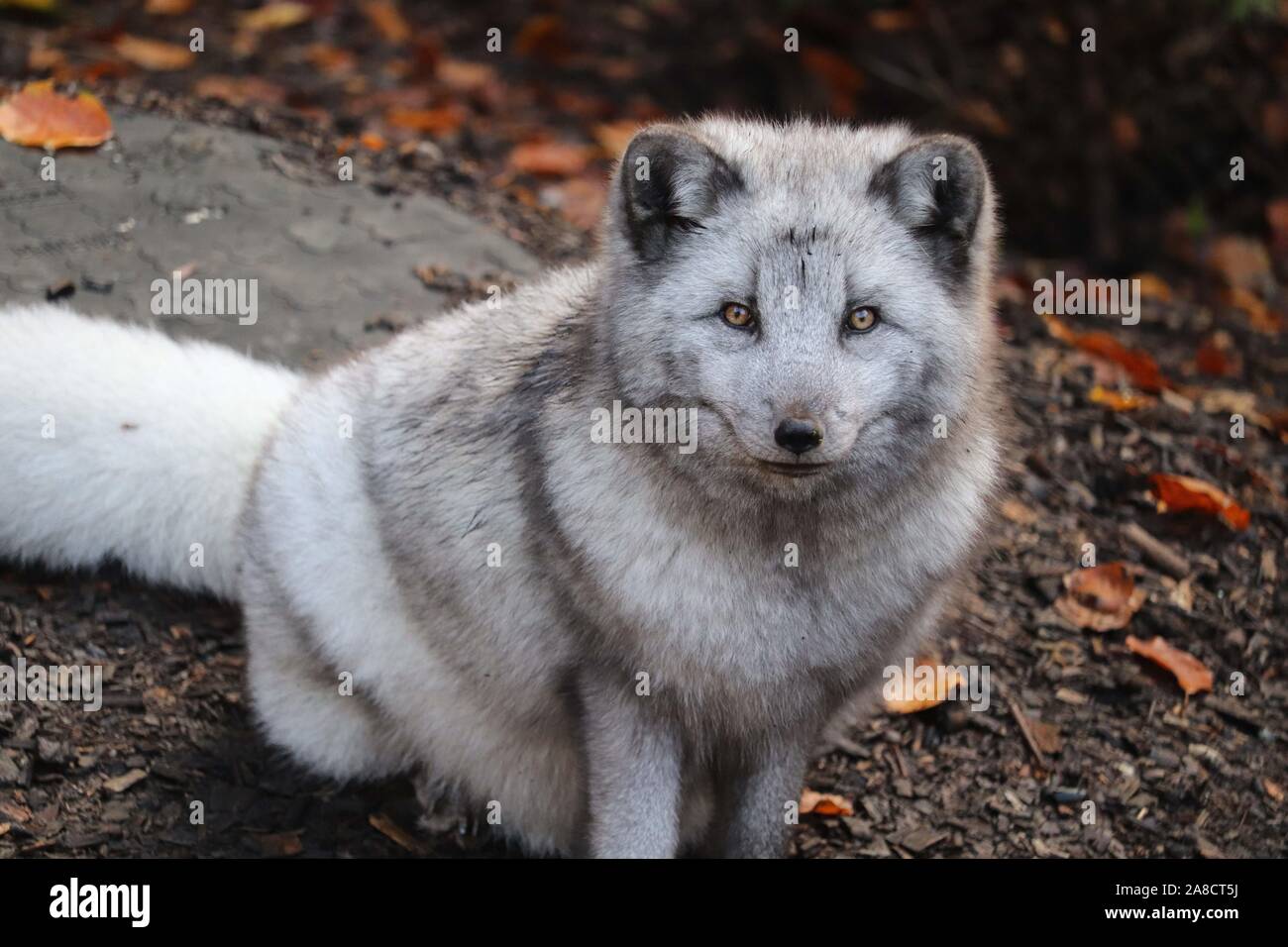 Male Arctic Fox (Vulpes lagopus Stock Photo - Alamy