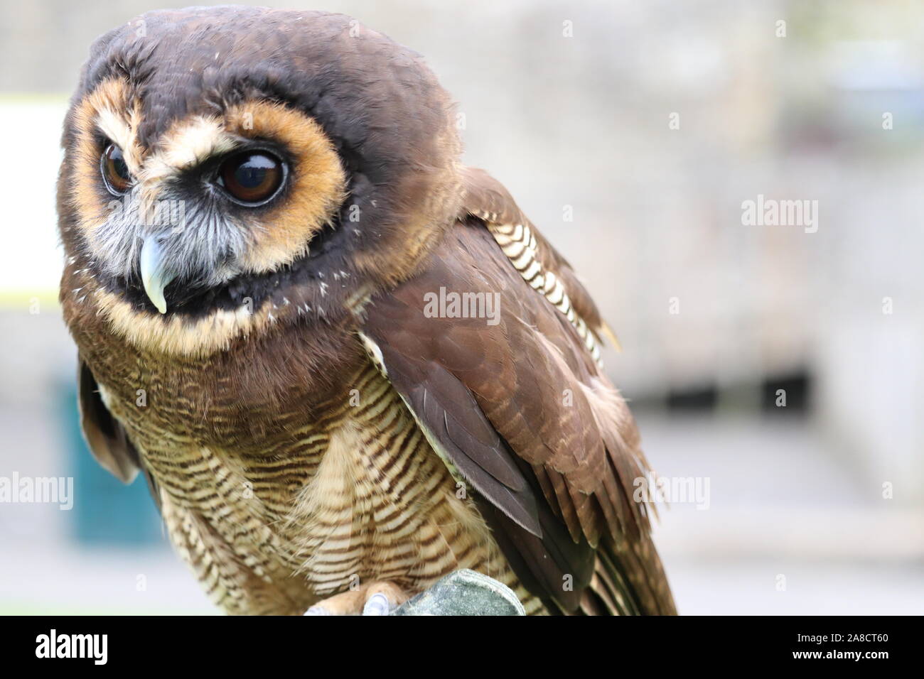 Asian brown wood owl hi-res stock photography and images - Alamy