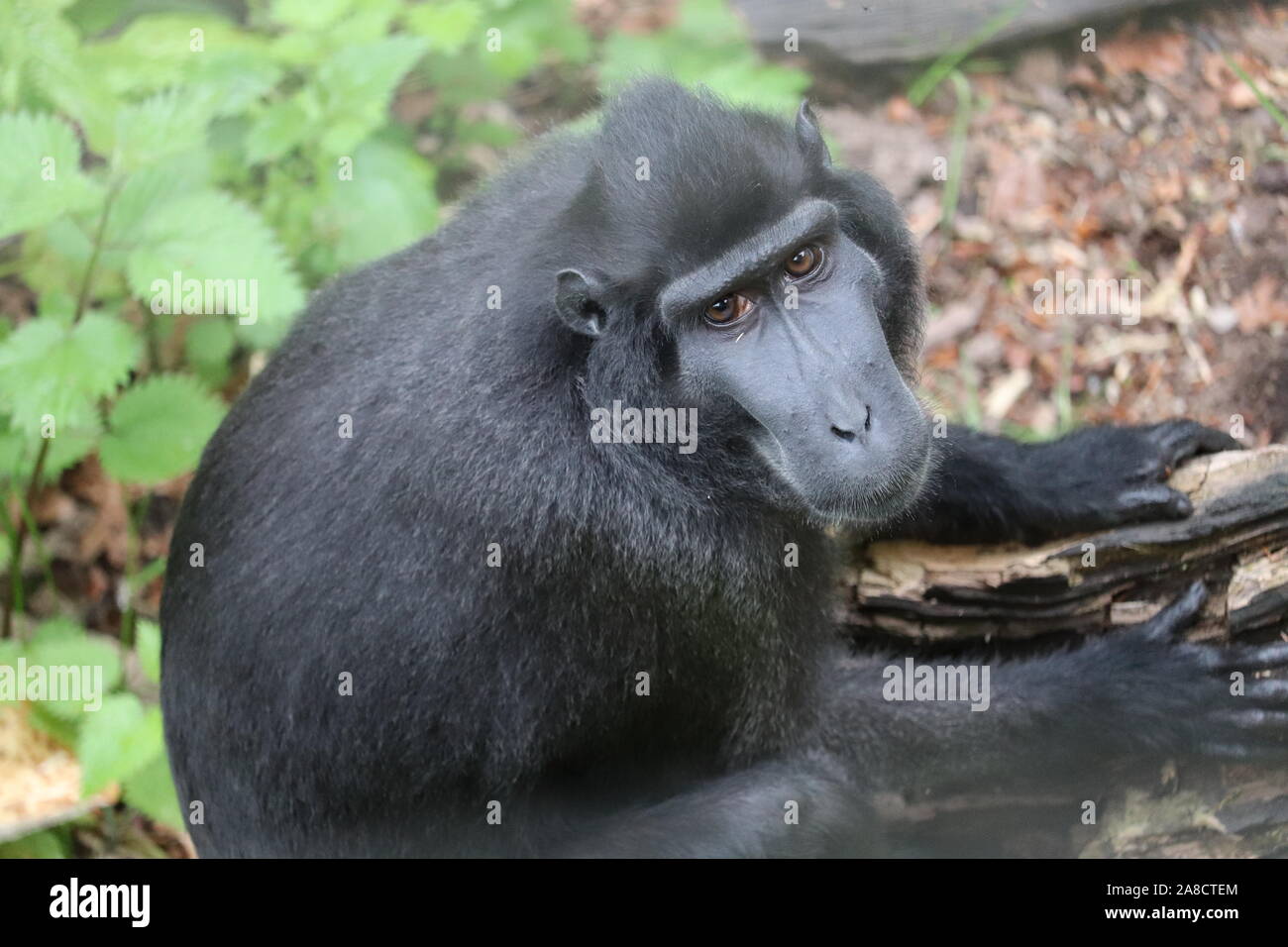Male Sulawesi Crested Macaque, Simon (Macaca nigra Stock Photo - Alamy