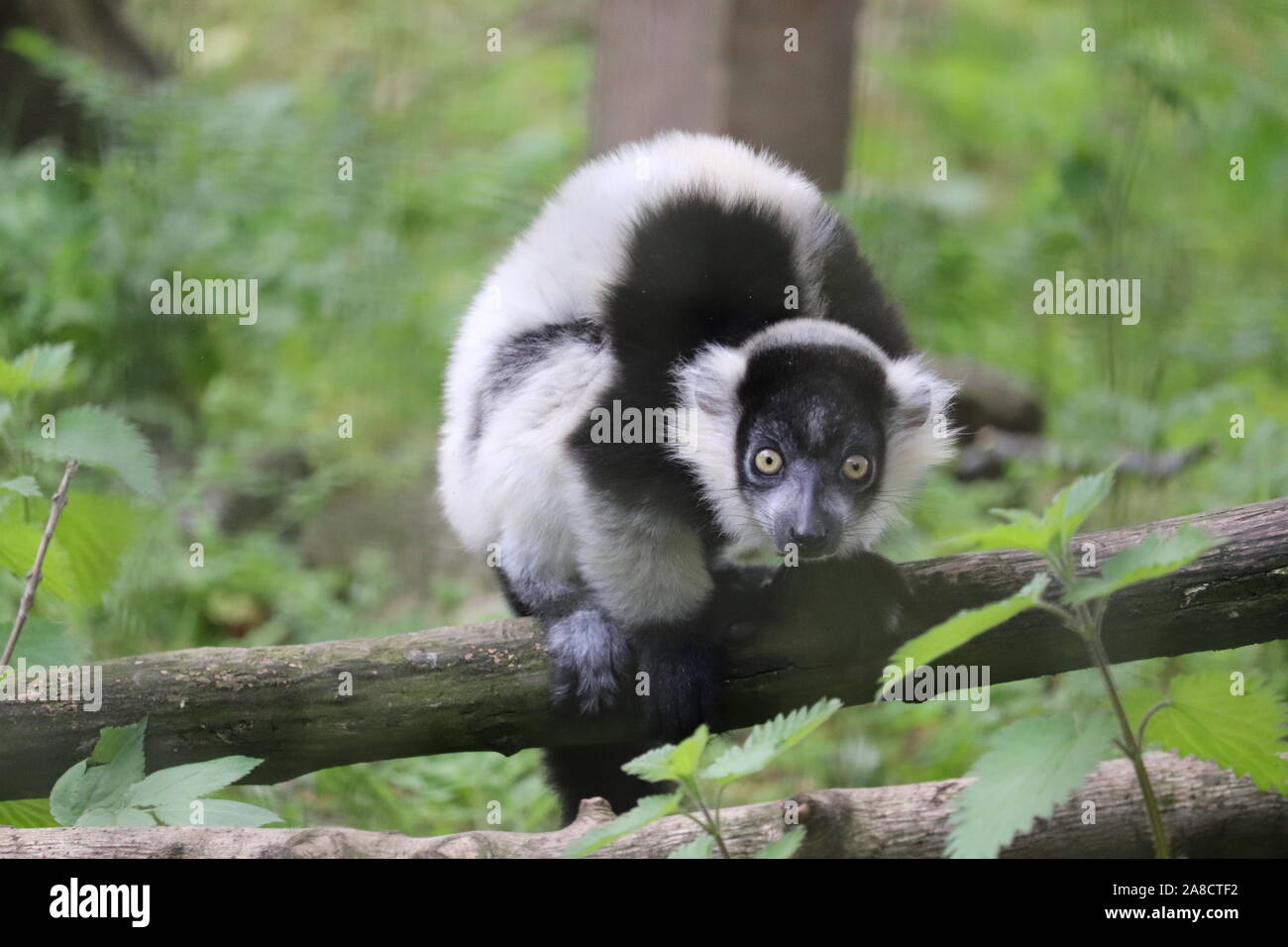 Young Female Black & White Ruffed Lemur, Pandora (Varecia variegata ...