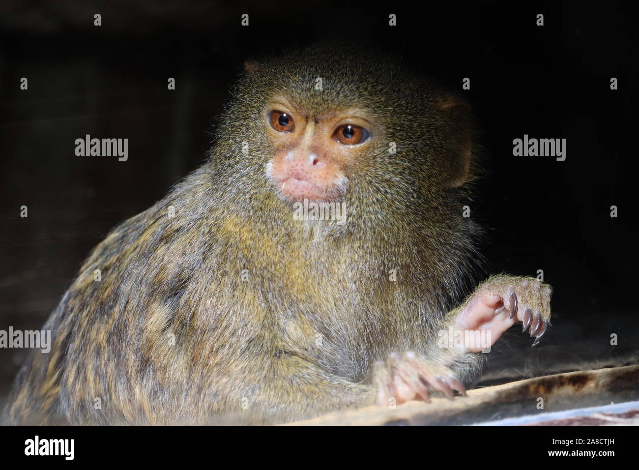 Pygmy Marmoset (Cebuella pygmaea Stock Photo - Alamy