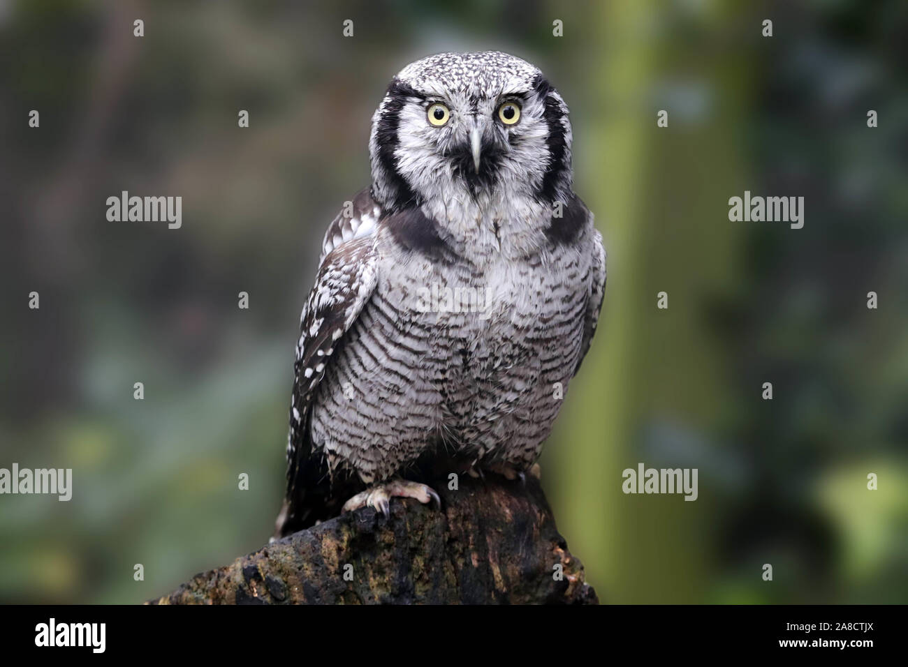 Male Northern Hawk Owl (Surnia ulula Stock Photo - Alamy