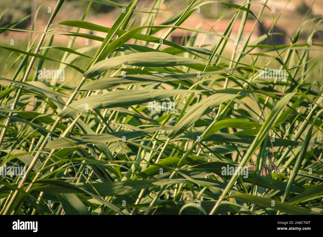 Black ditch stream hi-res stock photography and images - Alamy