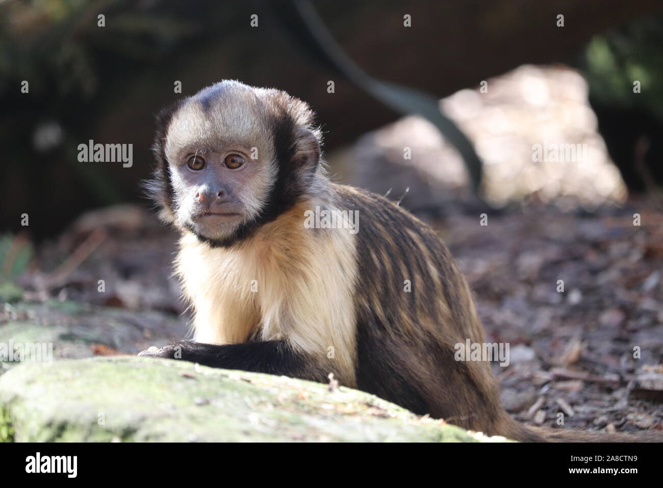 Yellow bellied capuchin hi-res stock photography and images - Alamy