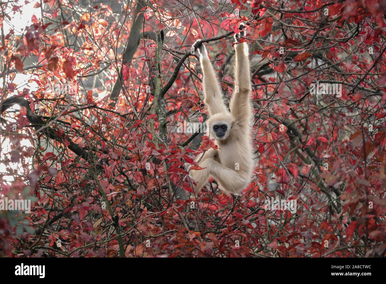 Gary Gibbon High Resolution Stock Photography and Images - Alamy