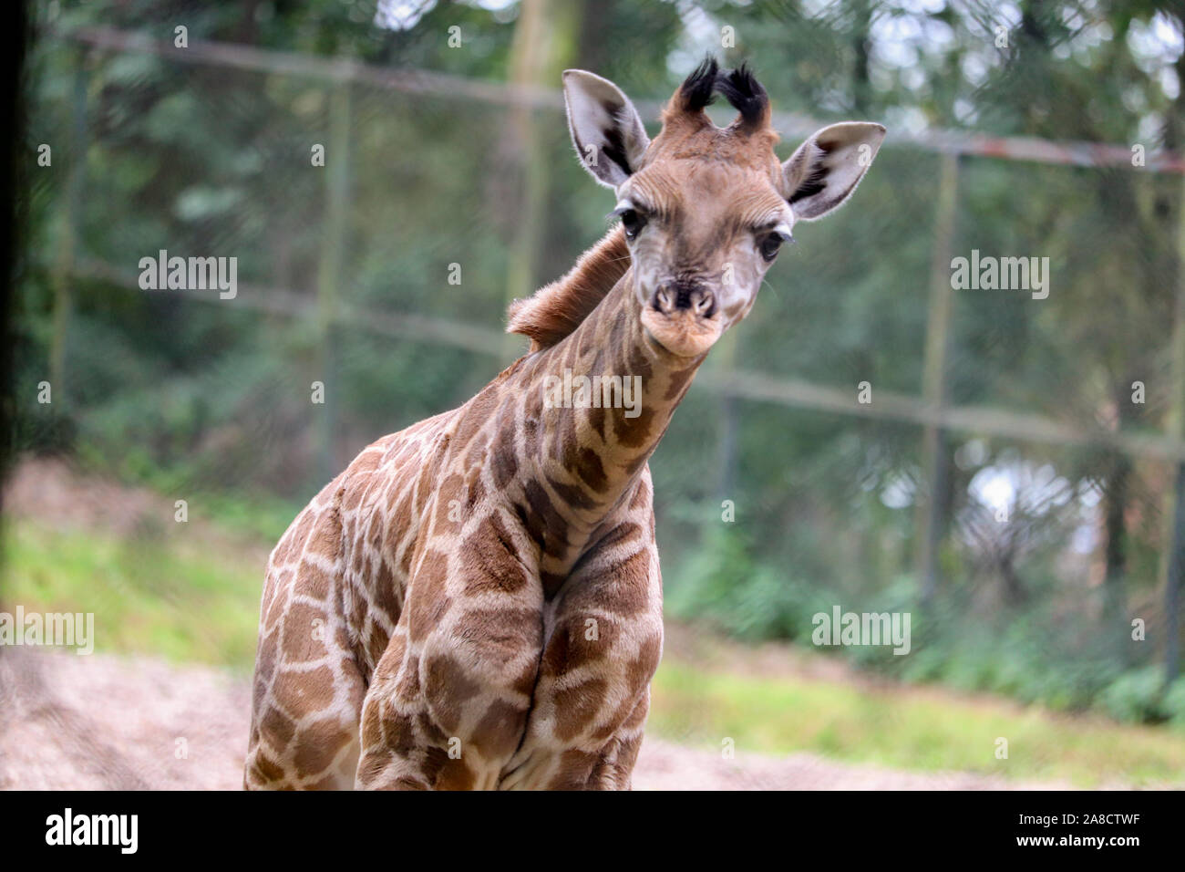 Female Giraffe Calf, Kira (Giraffa camelopardalis rothschildi Stock ...