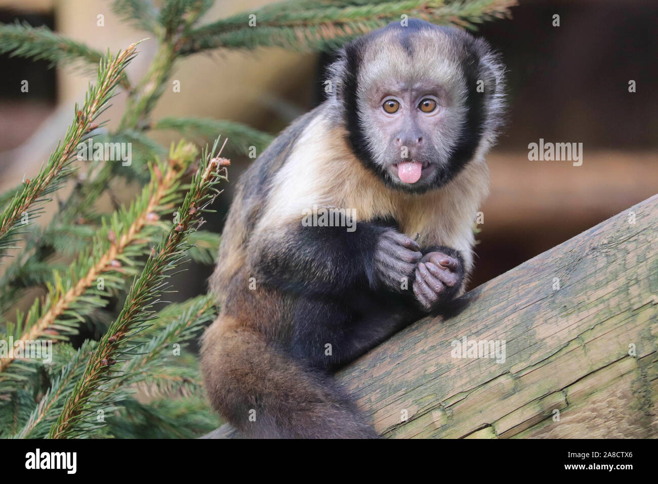 Yellow bellied capuchin hi-res stock photography and images - Alamy