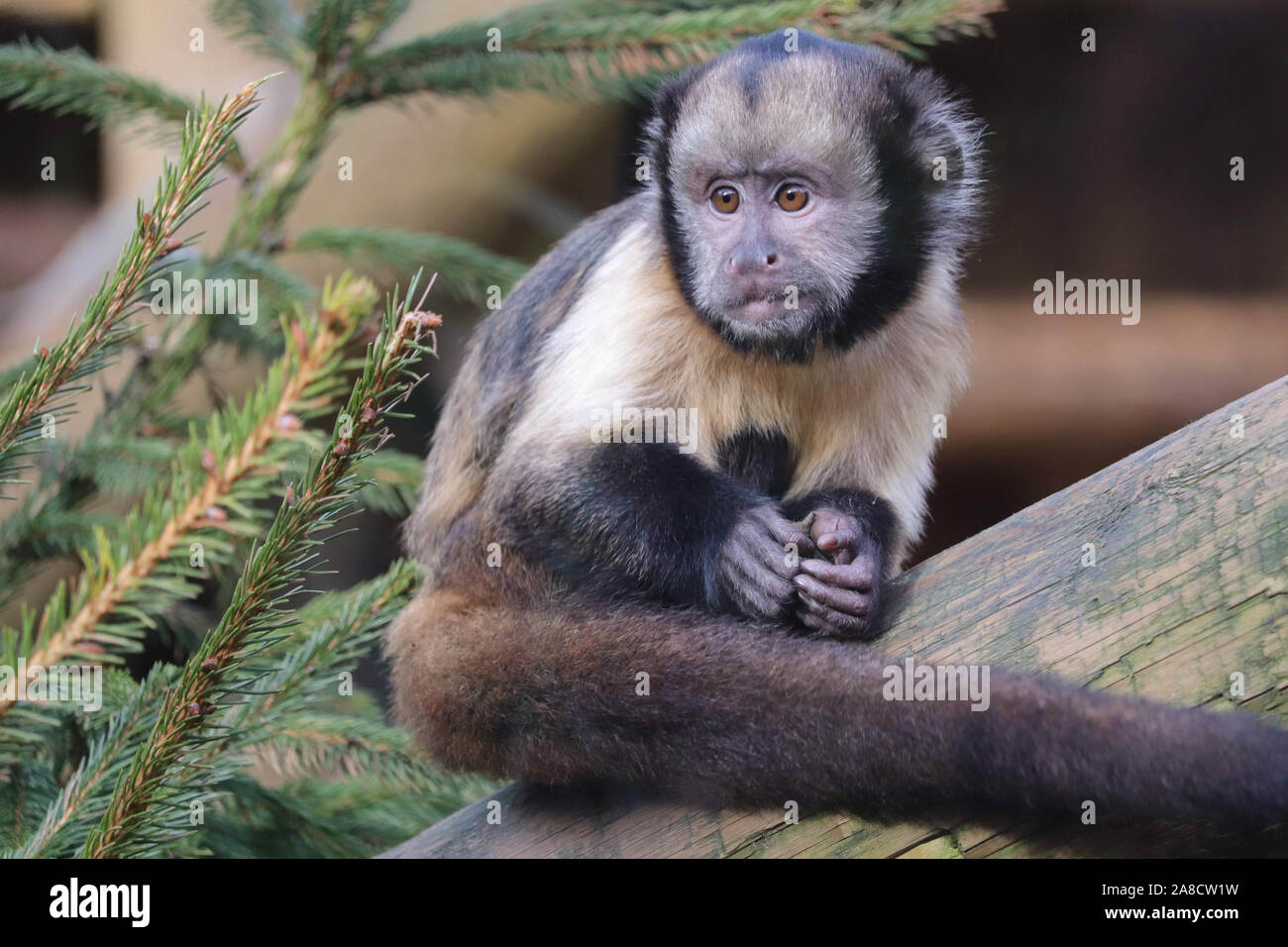 Young male Yellow-Breasted Capuchin, Clint (Sapajus xanthosternos Stock ...