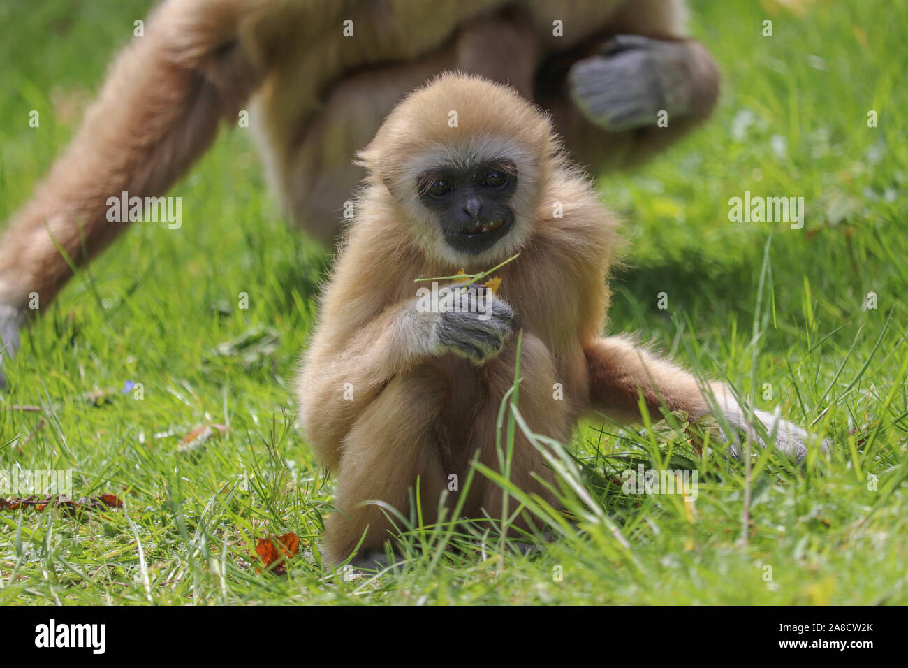 Gary gibbon hi-res stock photography and images - Alamy