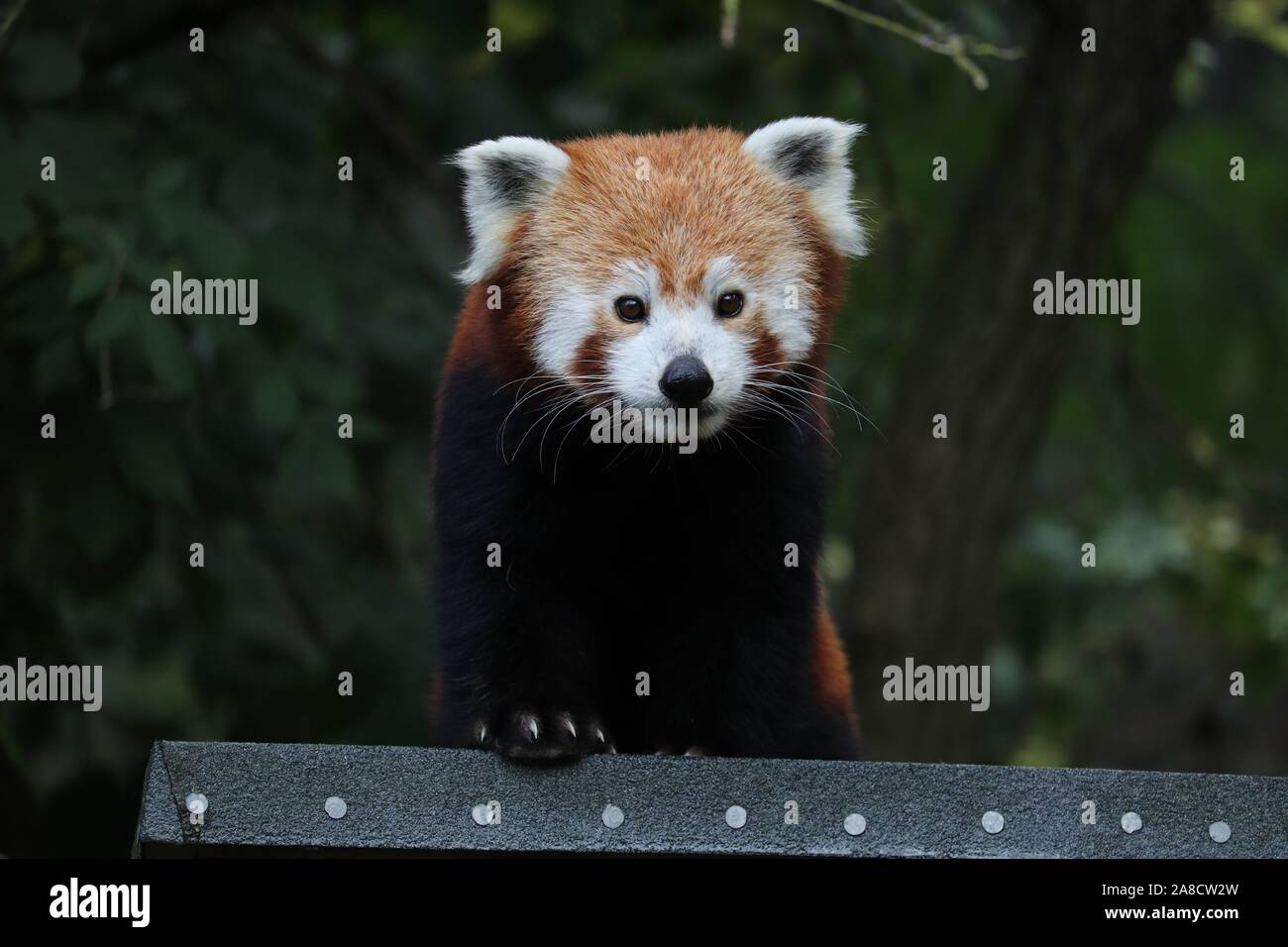 Male Red Panda, Gawa (Ailurus fulgens Stock Photo - Alamy