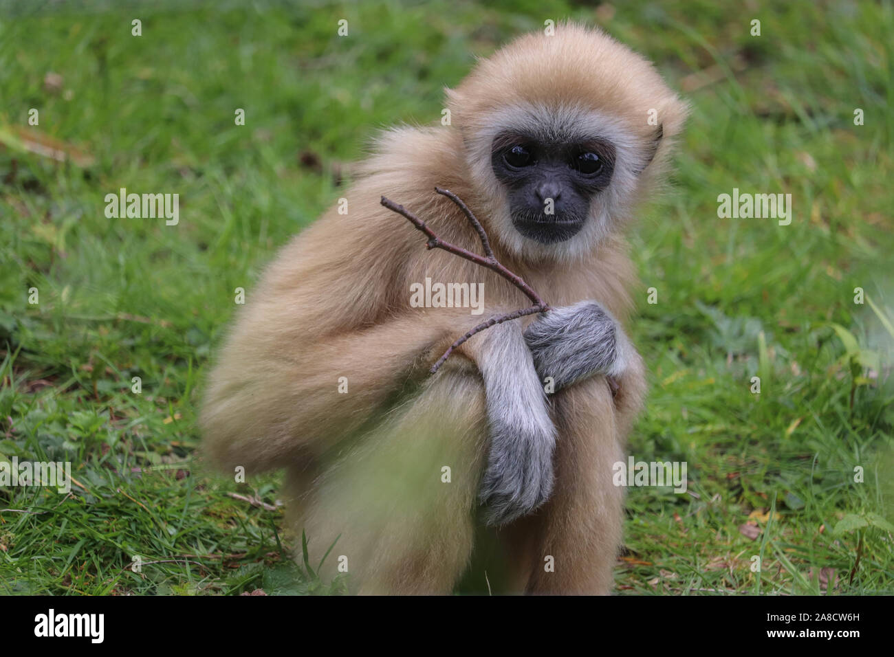 Gary gibbon hi-res stock photography and images - Alamy