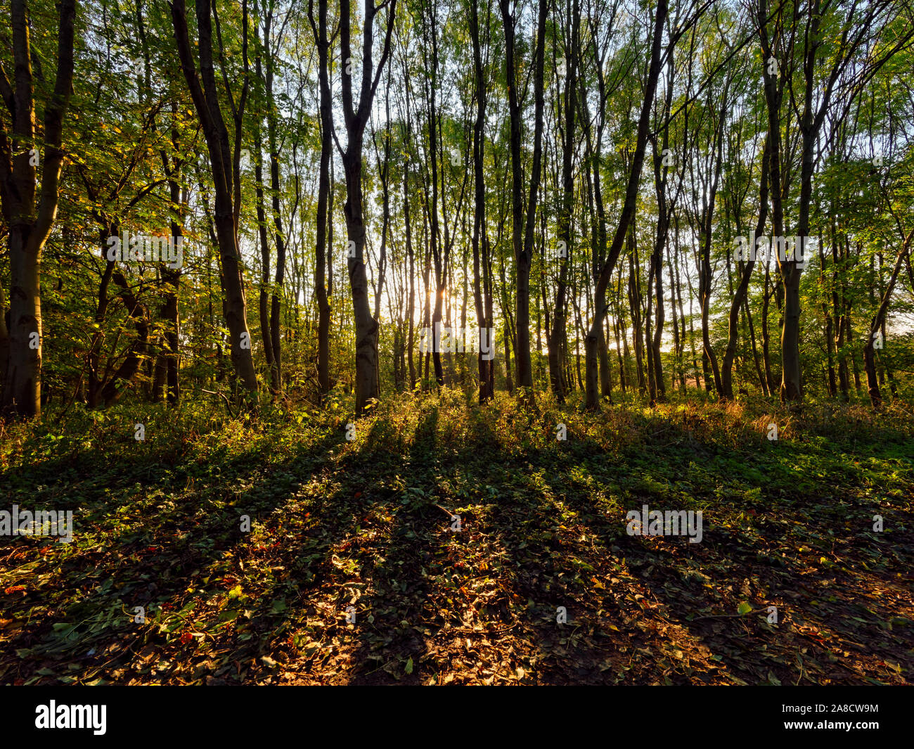 Hi resolution leaf hi-res stock photography and images - Alamy