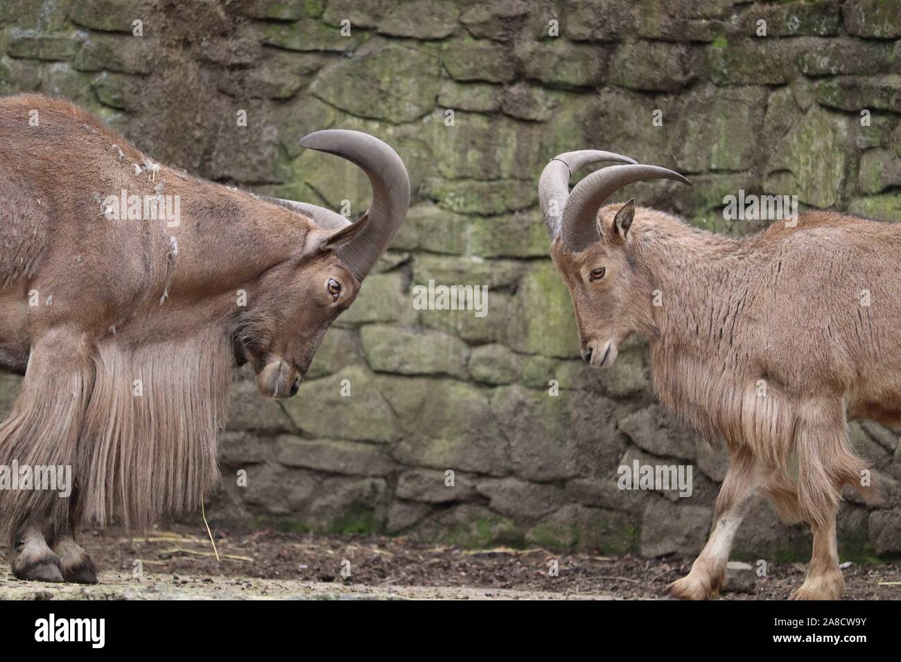 Male sheep hi-res stock photography and images - Alamy