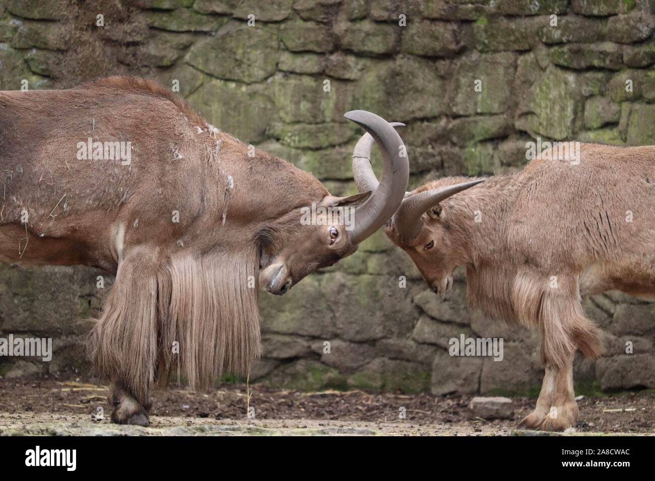 African Sheep High Resolution Stock Photography and Images - Alamy