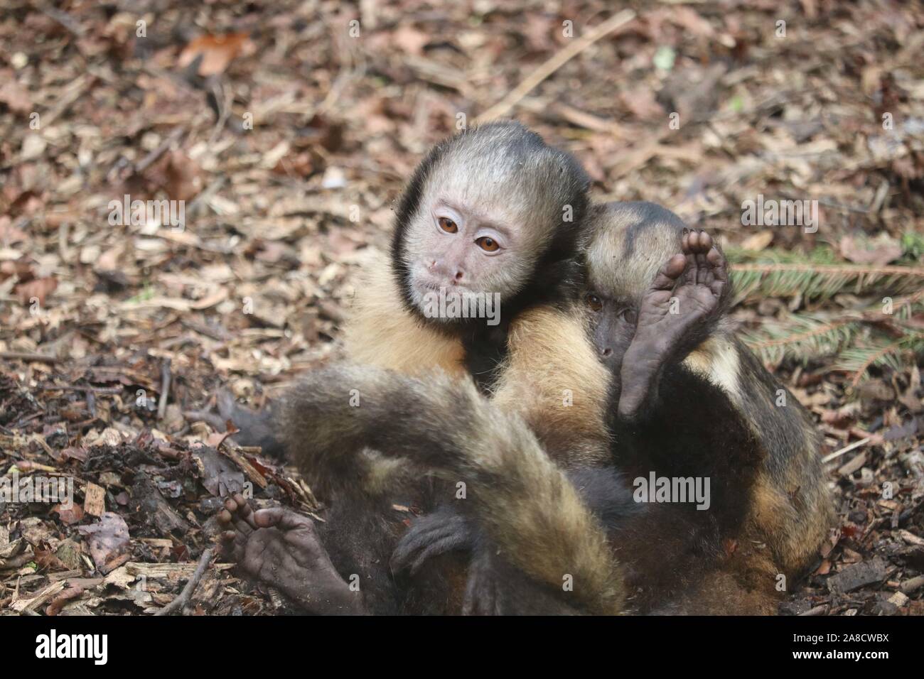 Yellow breasted capuchins hi-res stock photography and images - Alamy