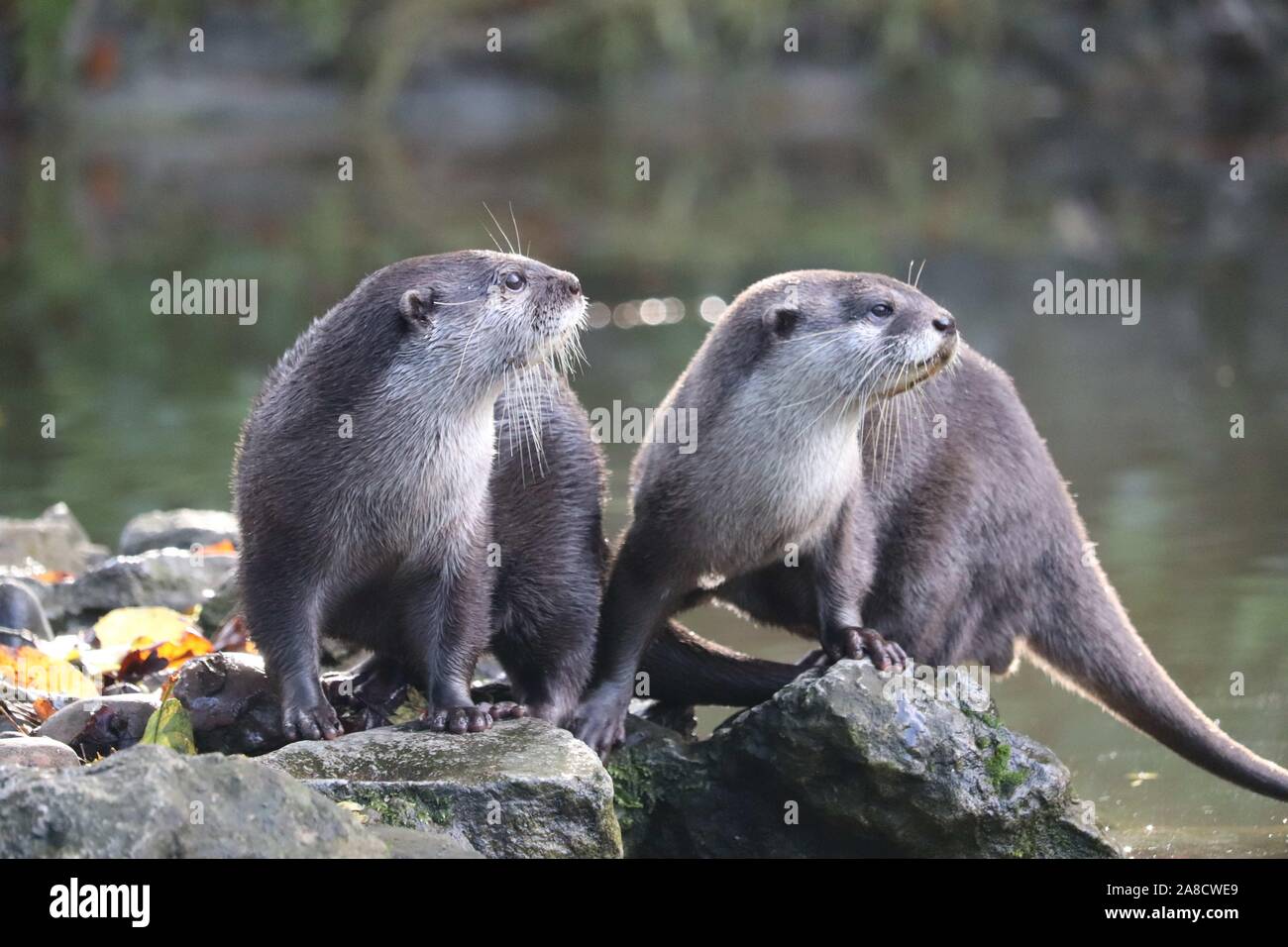Asiatic Short Clawed Otters, Keyah & Buddy (Amblonyx cinerea Stock ...