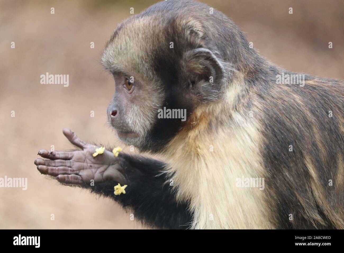 Yellow bellied capuchin hi-res stock photography and images - Alamy