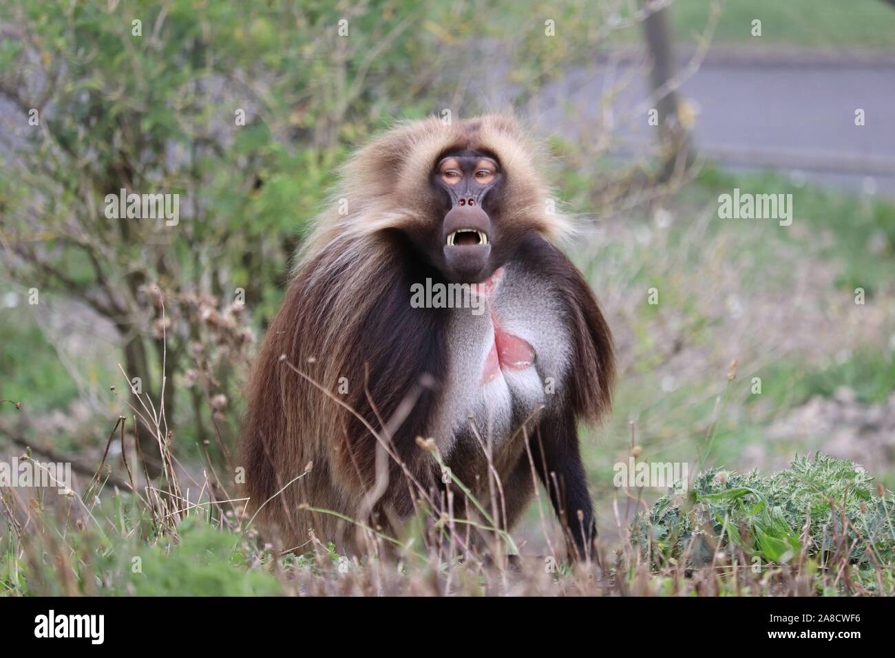 Theropithecus gelada baboon monkeys hi-res stock photography and images ...