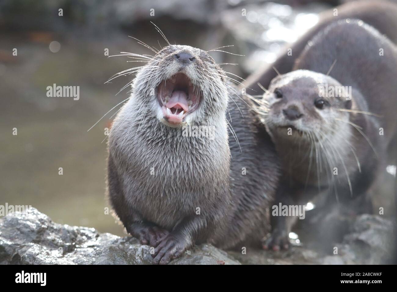 Female Asiatic Short Clawed Otter, Keyah & Minnie (Amblonyx cinerea ...