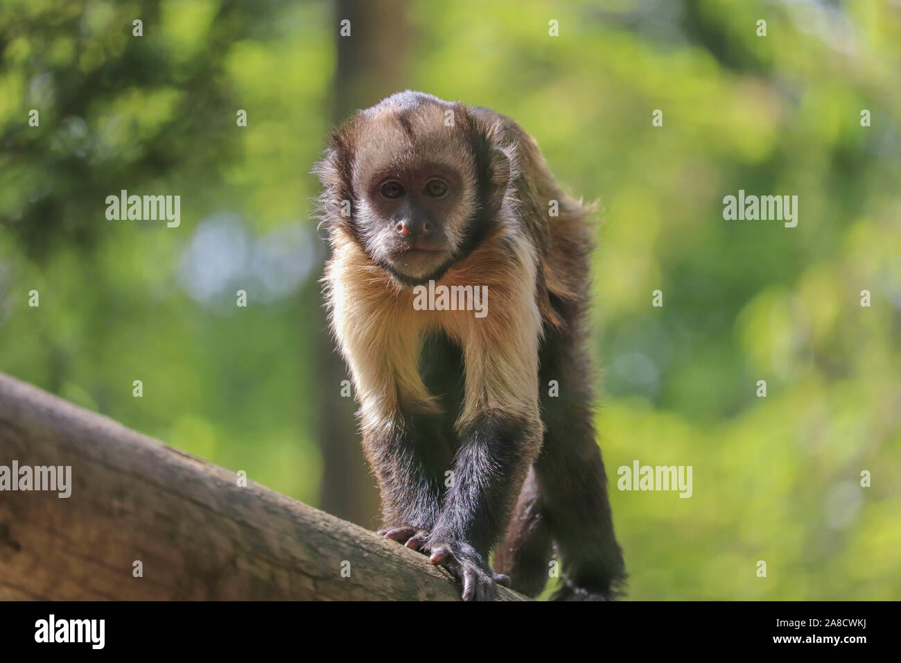 Young male Yellow-Breasted Capuchin, Clint (Sapajus xanthosternos Stock ...
