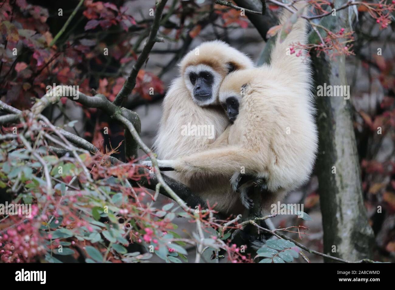 Female Lar Gibbon, Meo with baby male Gary (Hylobates lar Stock Photo ...