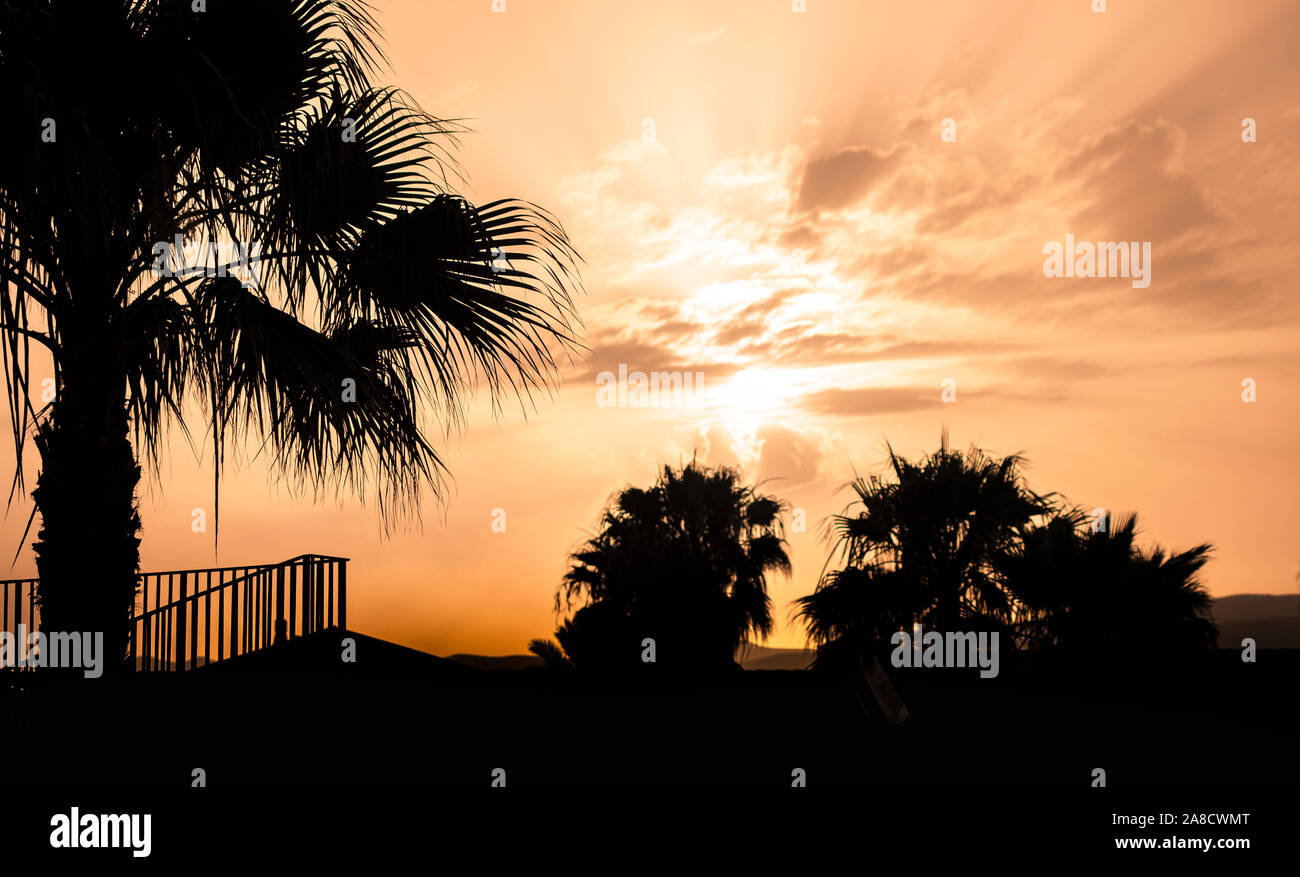 Silhouette palm trees at sunset Stock Photo - Alamy