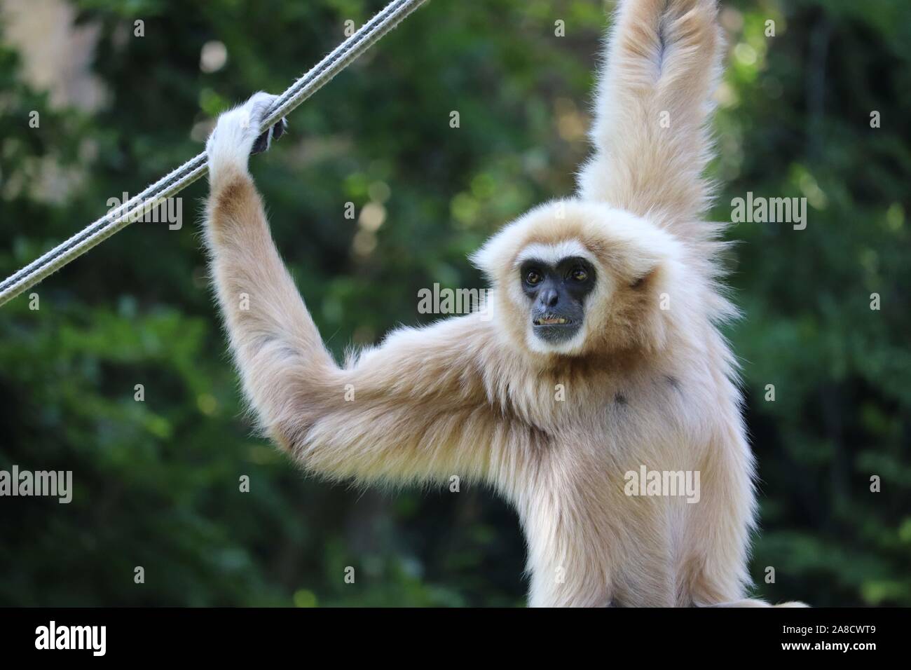 White handed gibbons monkeys hi-res stock photography and images - Alamy