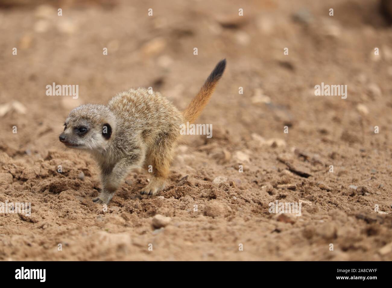 Baby meerkats hi-res stock photography and images - Alamy