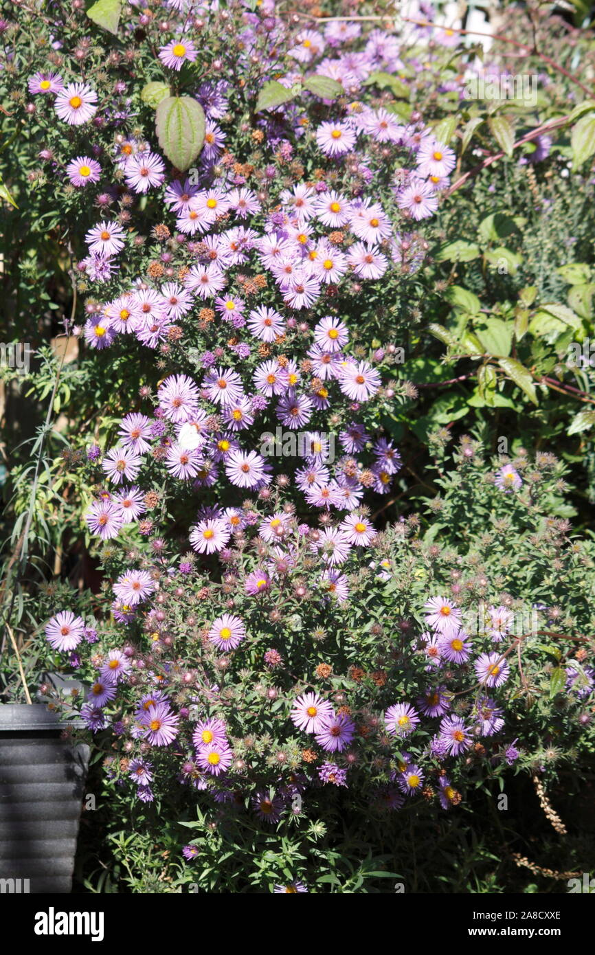Aster flowering in the Garden (Aster Stock Photo - Alamy