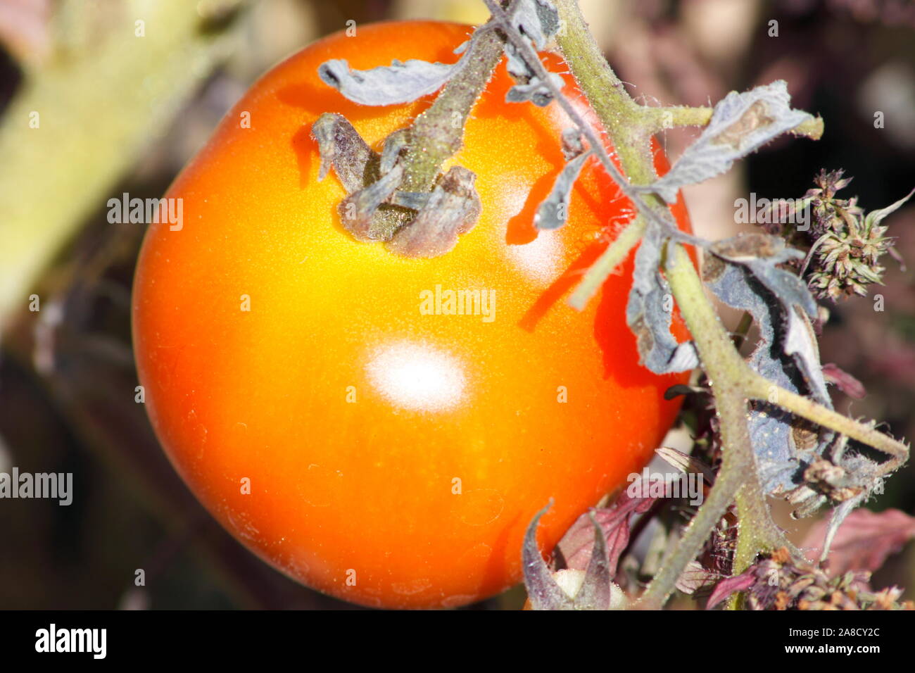 Tomato ( Solanum lycopersicum Stock Photo - Alamy