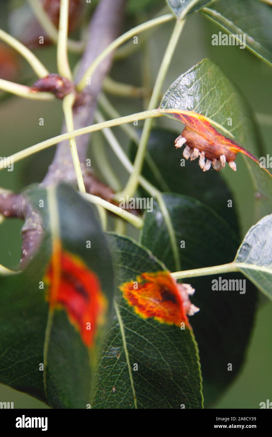 Pear Disease Stock Photos & Pear Disease Stock Images - Alamy