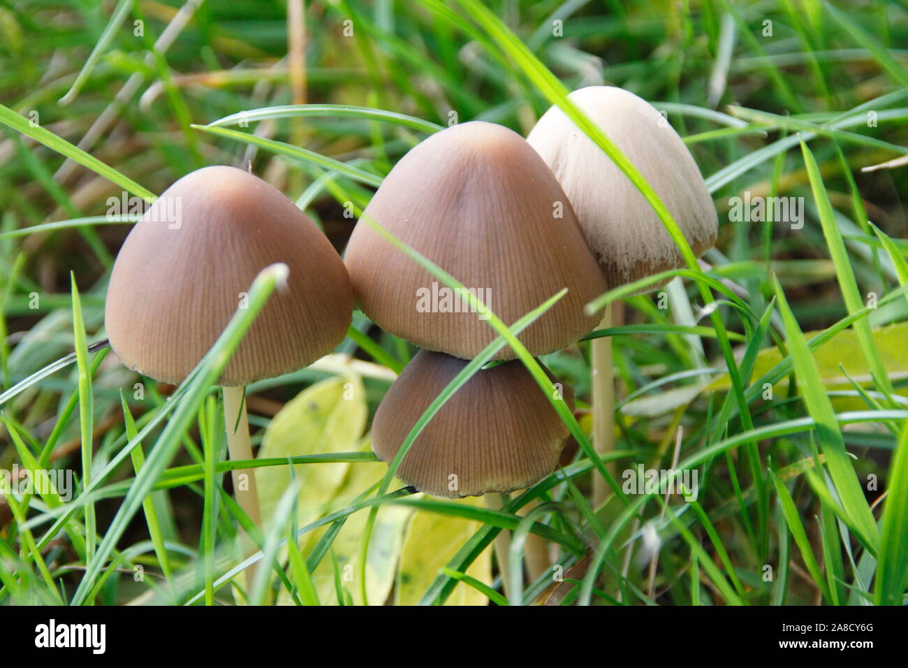 Toadstools Warwickshire uk Stock Photo - Alamy