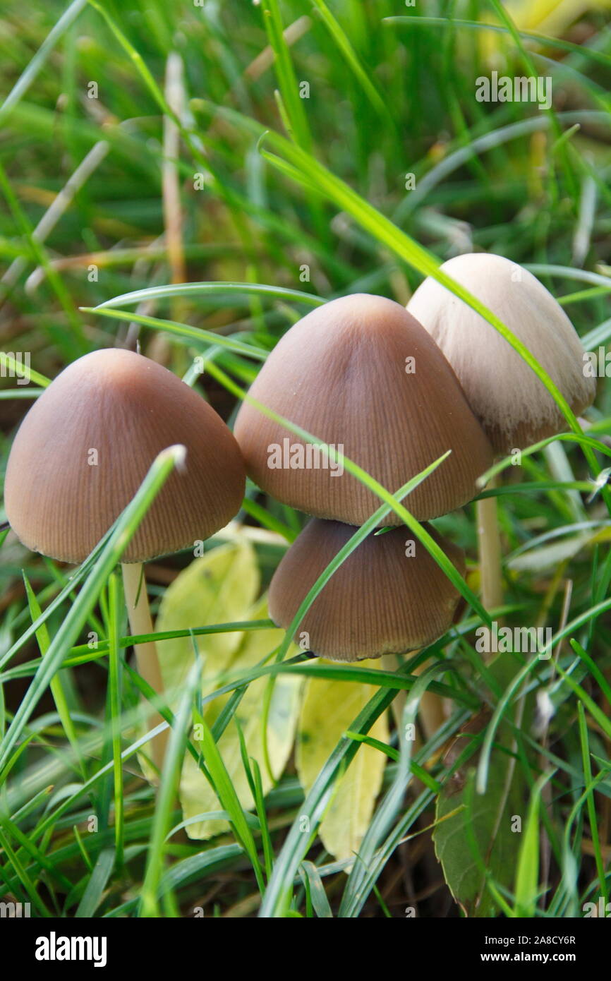 Toadstools Warwickshire uk Stock Photo - Alamy