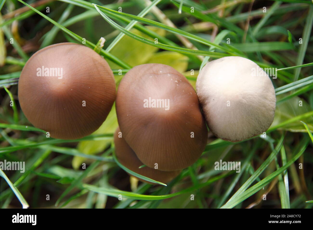 Toadstools Warwickshire uk Stock Photo - Alamy