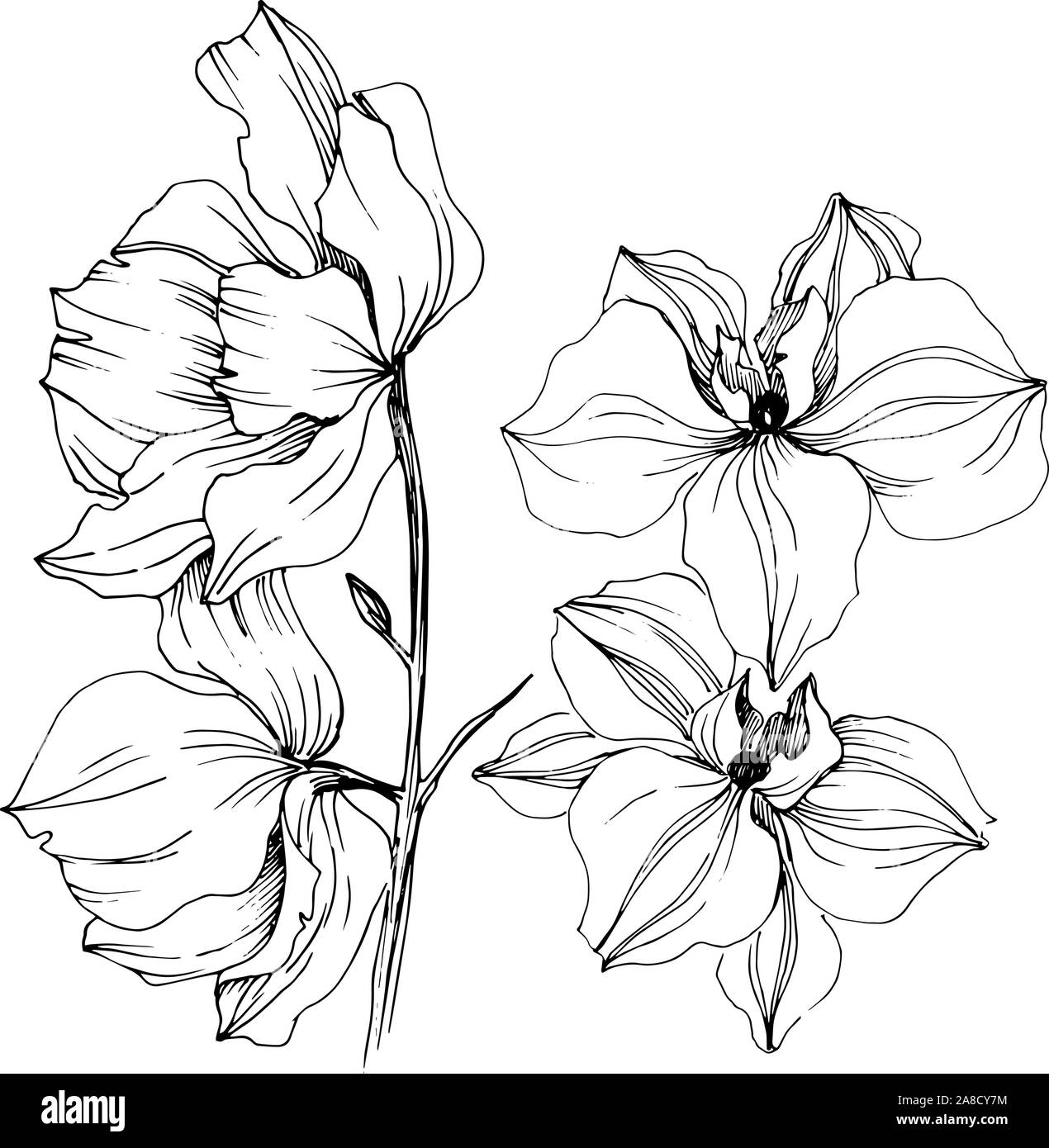 Vector orchid flowers. Floral botanical flower. Isolated illustration ...