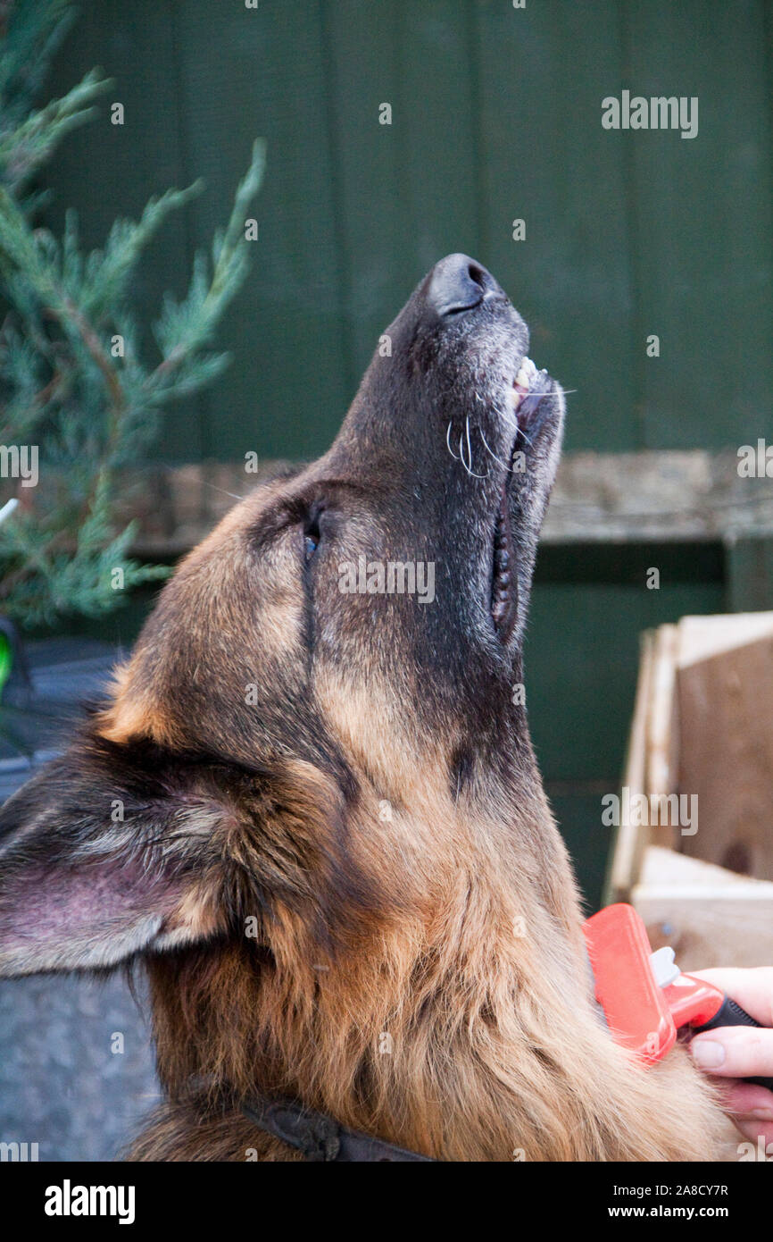 German Shepherd Grooming Stock Photo - Alamy