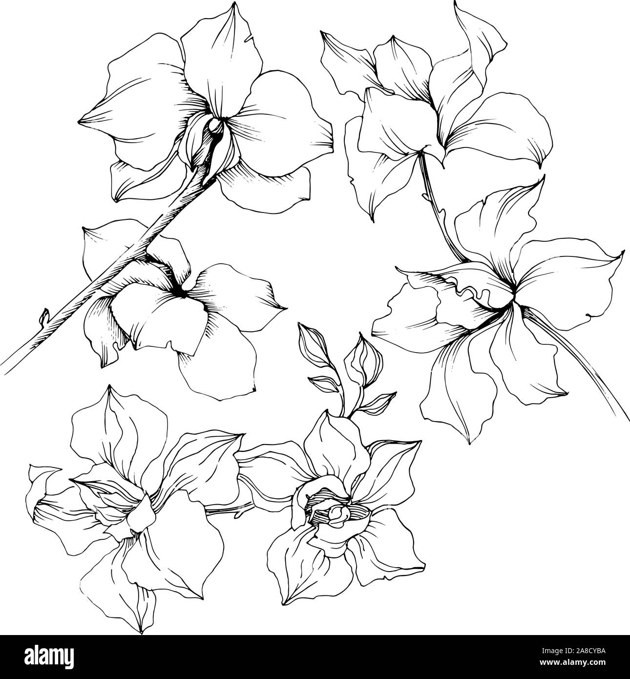 Vector Orchid Flowers Floral Botanical Flower Isolated Illustration