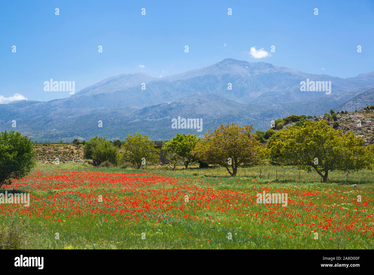 Tzermiado, Lasithi, Crete, Greece. View to Mount Dikti across field of ...