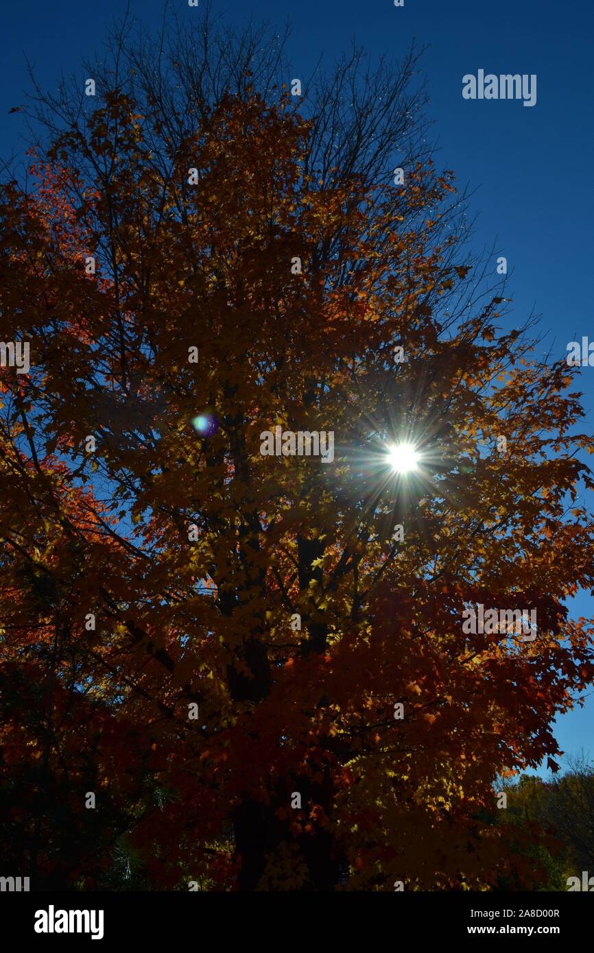 autumn scenes in Ontario forests Stock Photo - Alamy