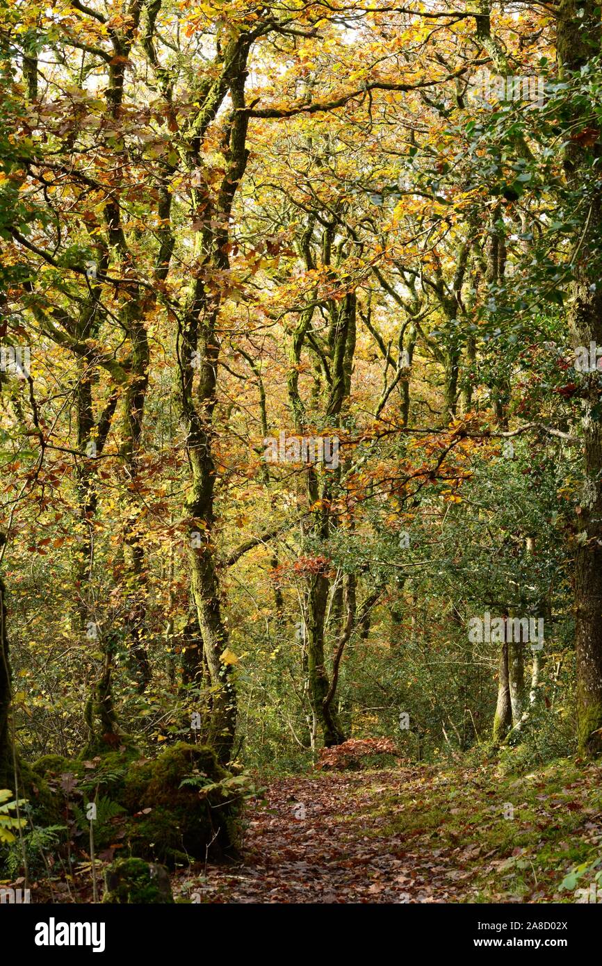 Pengelli forest national nature reserve hi-res stock photography and ...