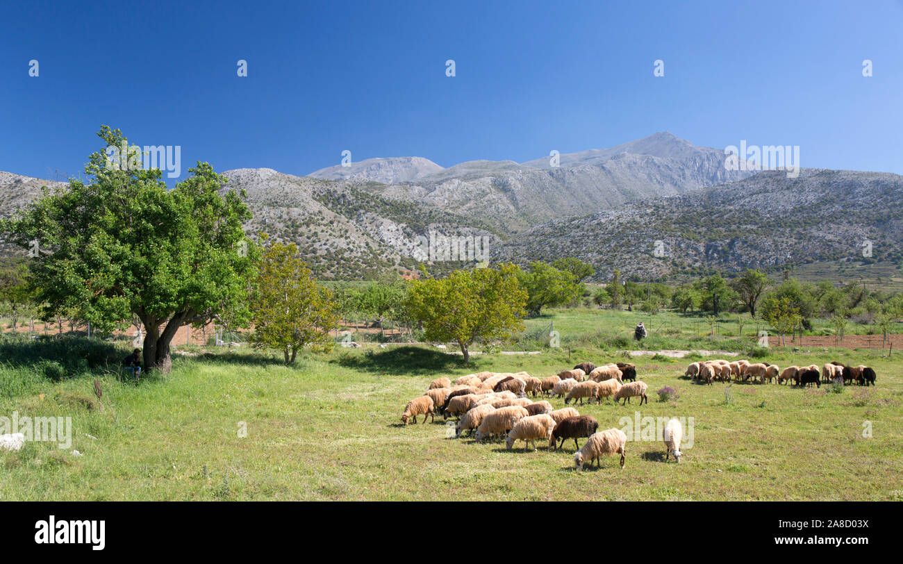 Tzermiado, Lasithi, Crete, Greece. Sheep grazing on the Lasithi Plateau ...