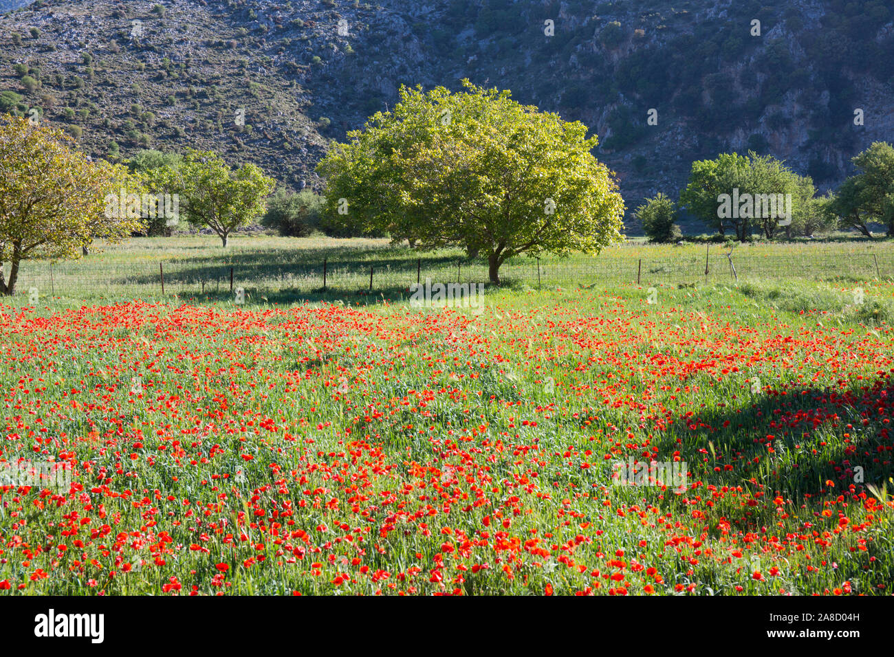 Tzermiado, Lasithi, Crete, Greece. Field of wild poppies on the Lasithi ...