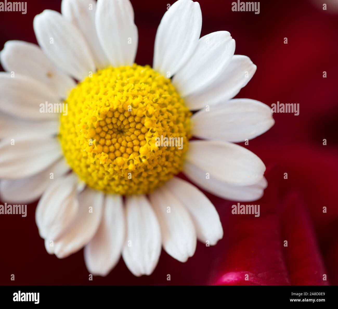 a daisy on the background of red roses Stock Photo - Alamy
