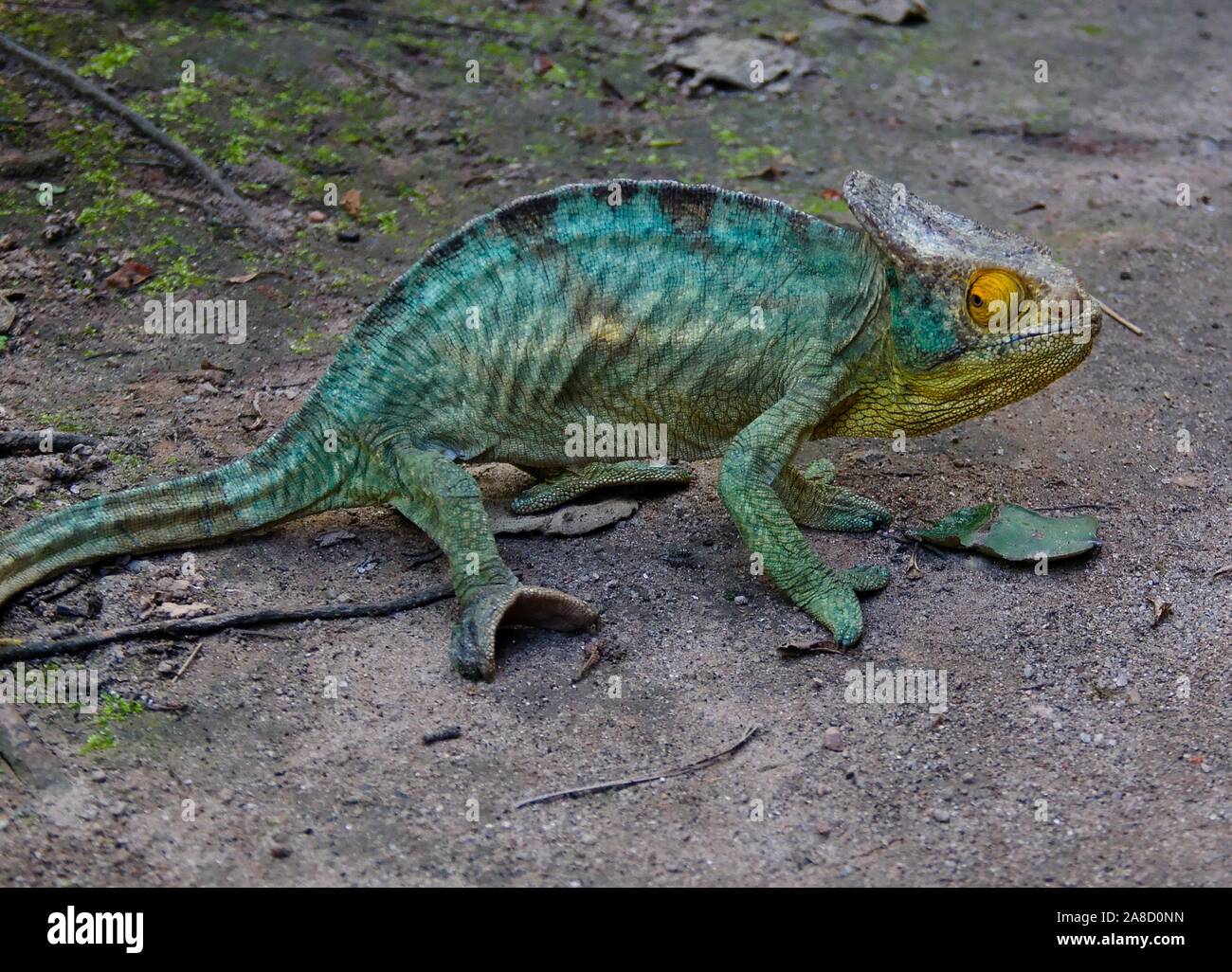 portrait of male Parson's chameleon aka Calumma parsonii in Peyrieras ...