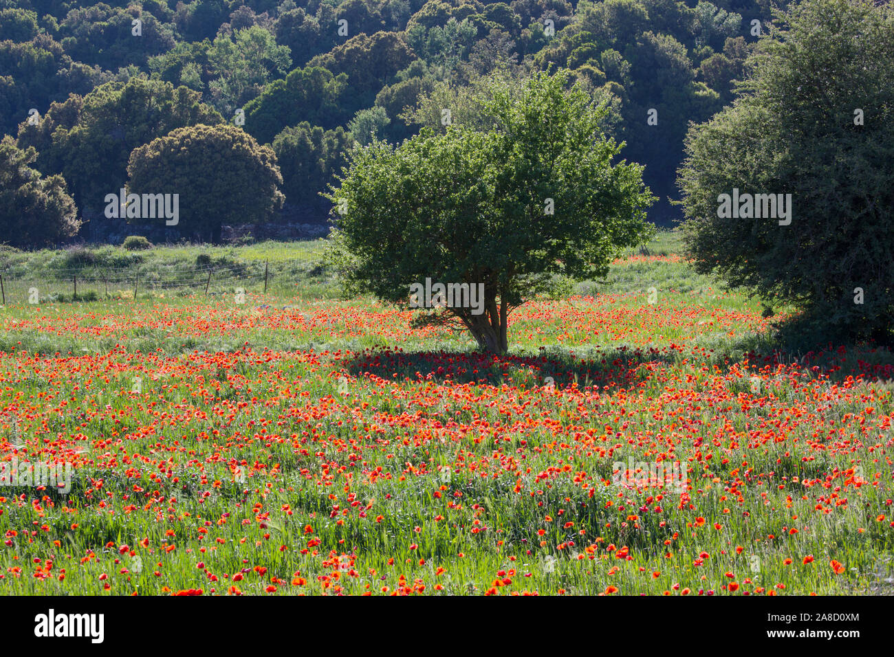 Tzermiado, Lasithi, Crete, Greece. Field of wild poppies on the Lasithi ...