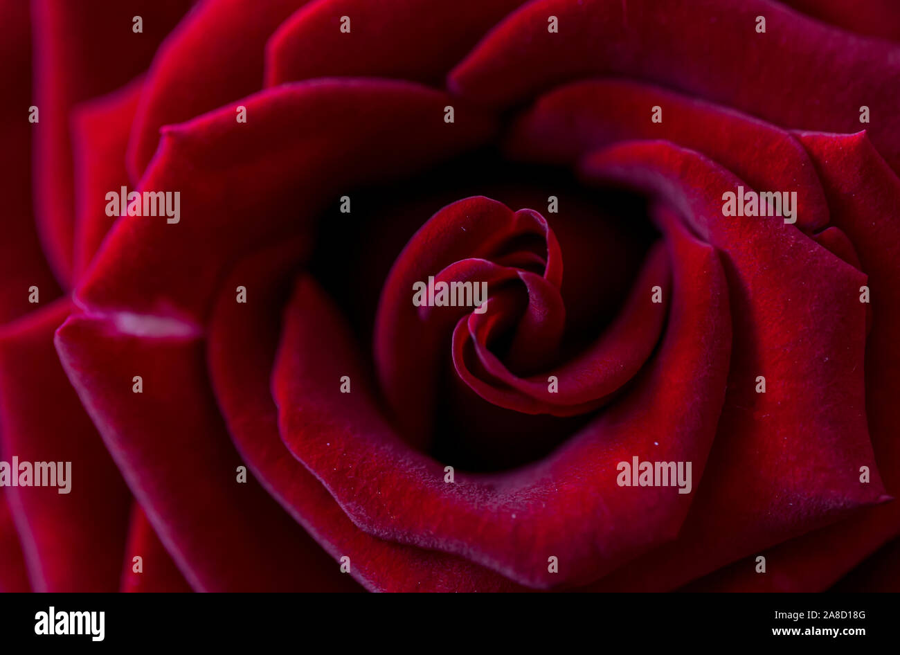only red rose macro photo Stock Photo - Alamy