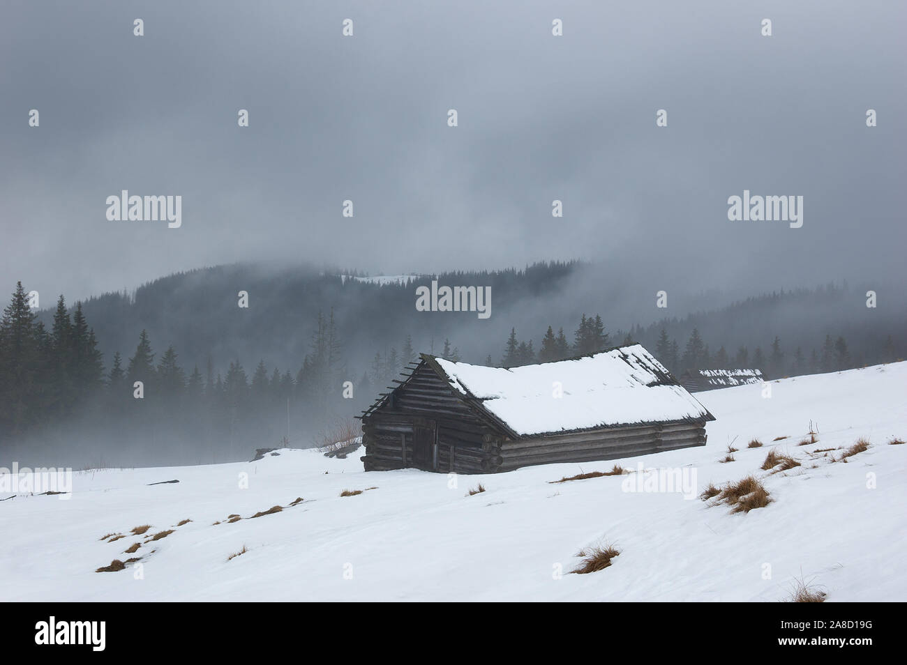 Winter scenic in old forest hi-res stock photography and images - Alamy