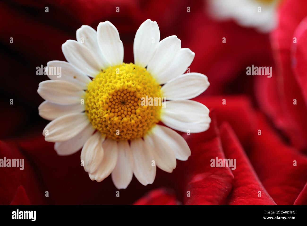 a daisy on the background of red roses Stock Photo - Alamy