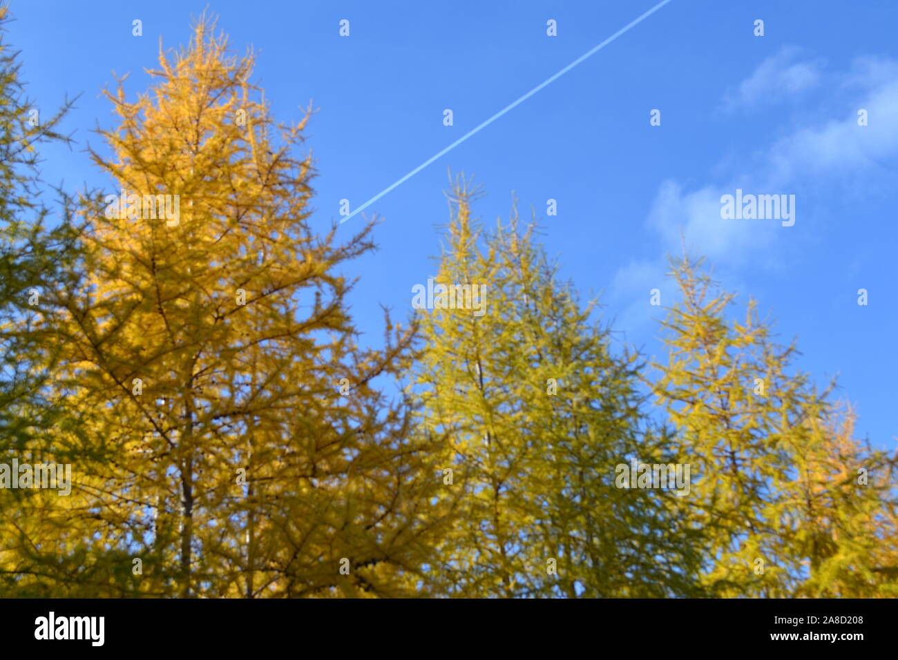 autumn scenes in Ontario forests Stock Photo - Alamy